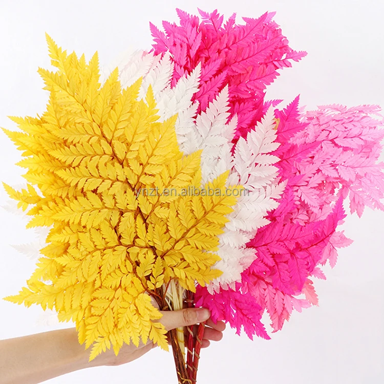 Preserved Real White Arachniodes Fern For Flower Arrangement - 10 Pcs