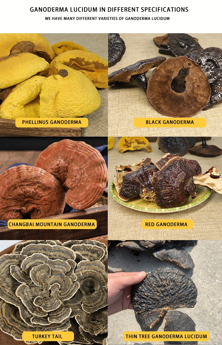 Top Quality Black Ganoderma Lucidum Extract Reishi Mushroom Extract ...
