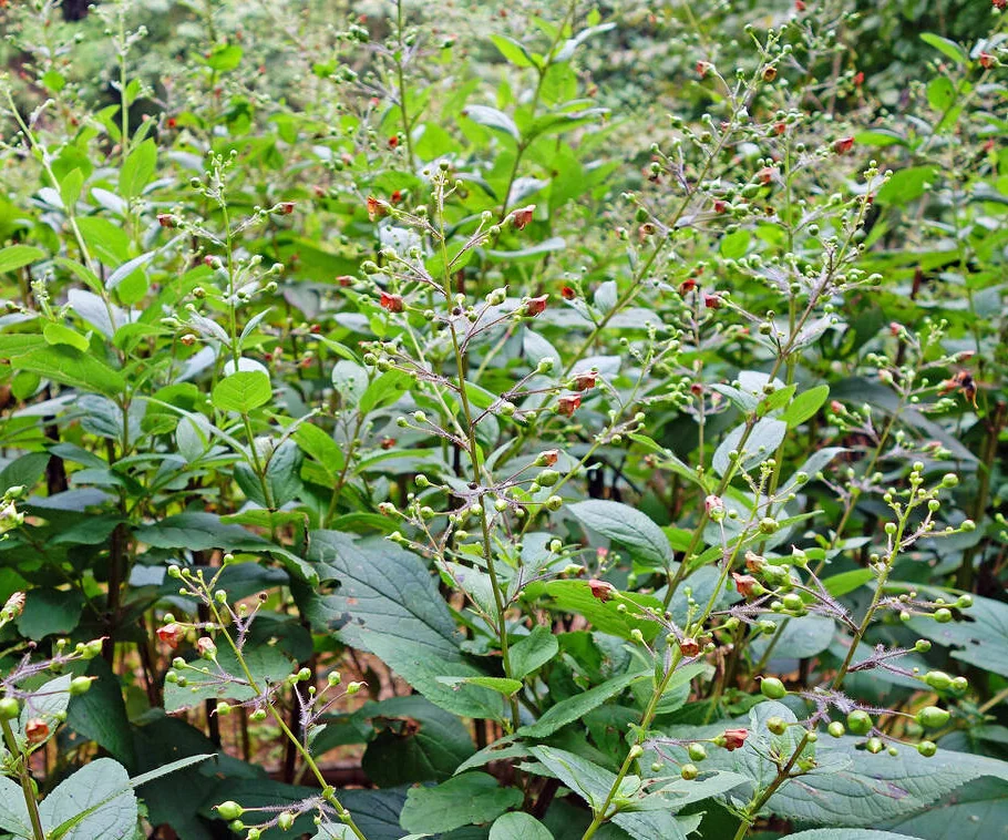 New Product Radix Scrophulariae Figwort Root Extract Powder ...