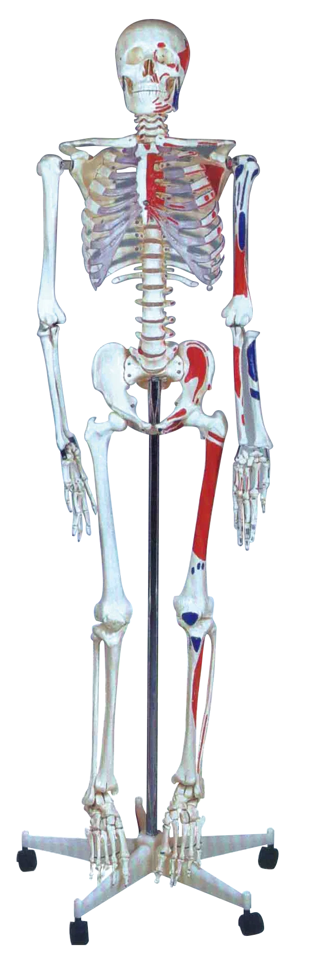 42cm Skeleton Floor Type Medical Anatomical Human Structure Skeleton ...