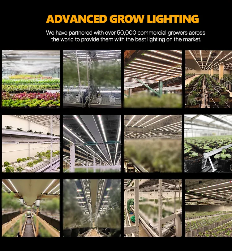 Far Red Full Spectrum under Canopy Lights for Greenhouses
