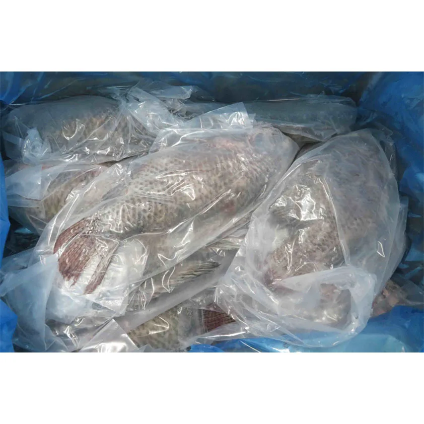 Chinese Tilapia Farming Fish Poisson Tilapia Fish Price Per Kg Frozen ...