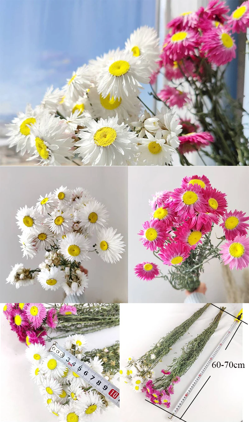 Preserved Daisy Dried Ludanniao Daisy Flower Home Diy Decoration ...