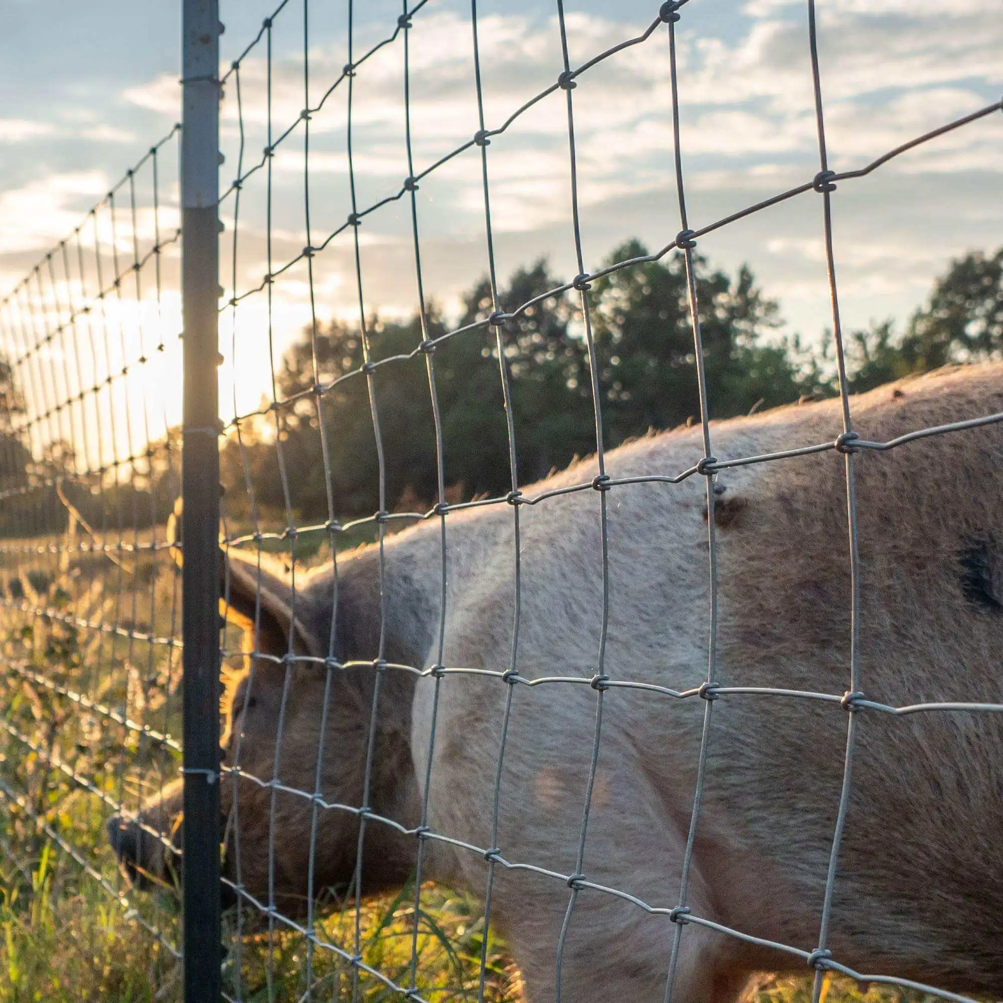 EasytoInstall Livestock Sheep Wire Mesh Fence with Hot Sale Lowes Farm ...