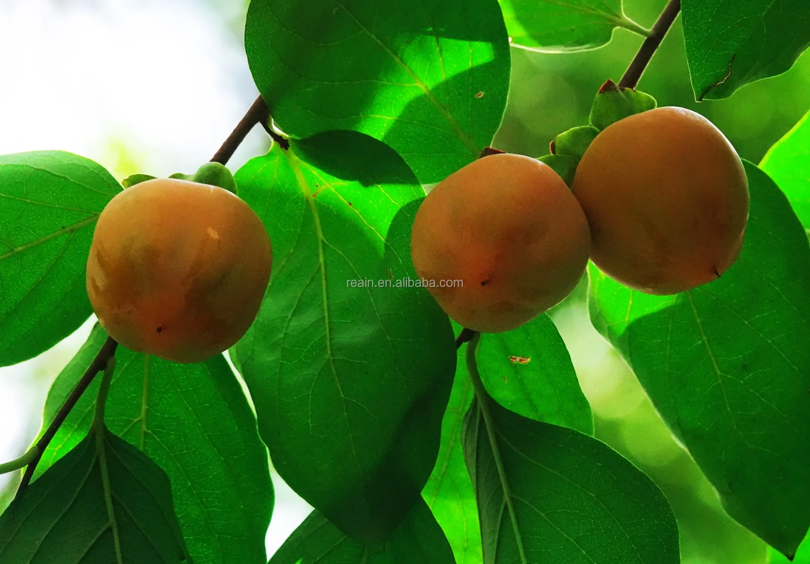 Natural Persimmon Leaves Extract Tannin - Reain Powder