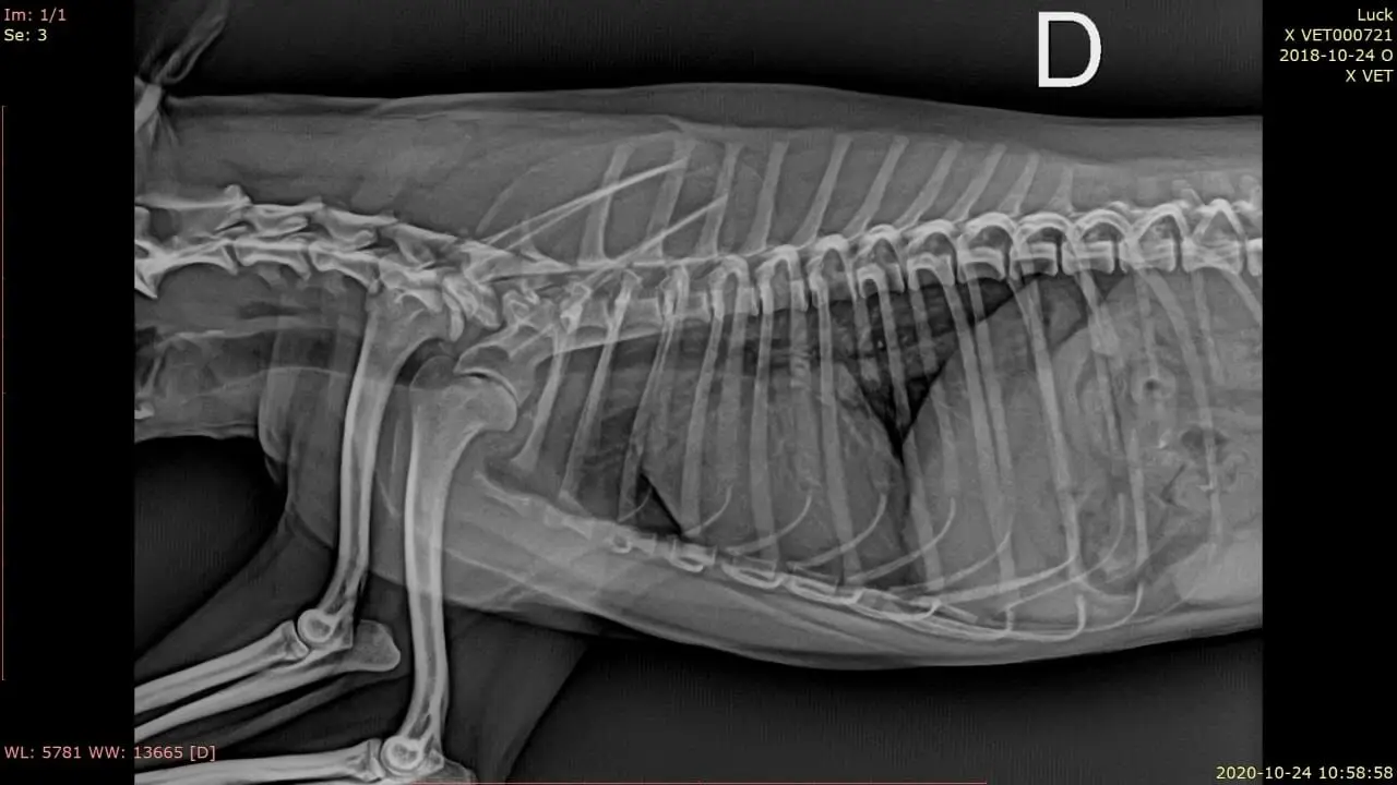 Dr Flat Panel X Ray Detector - Digital Iray Technology
