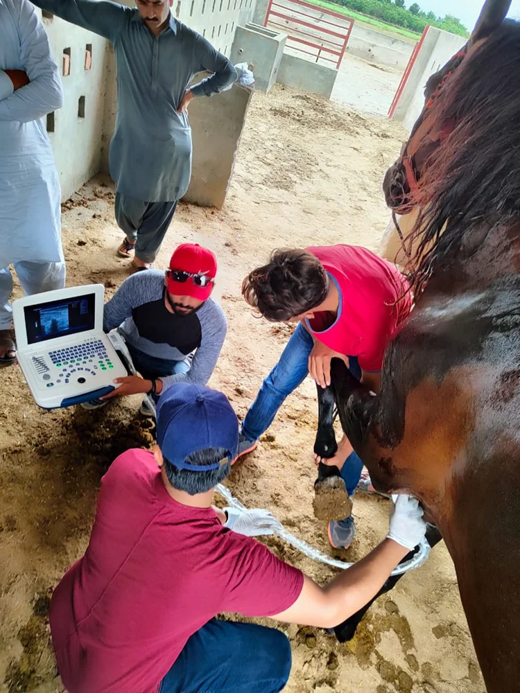 Cow Laptop Ultrasound Horse Sonar Scanner Rectal Probe Pregnancy Tester ...