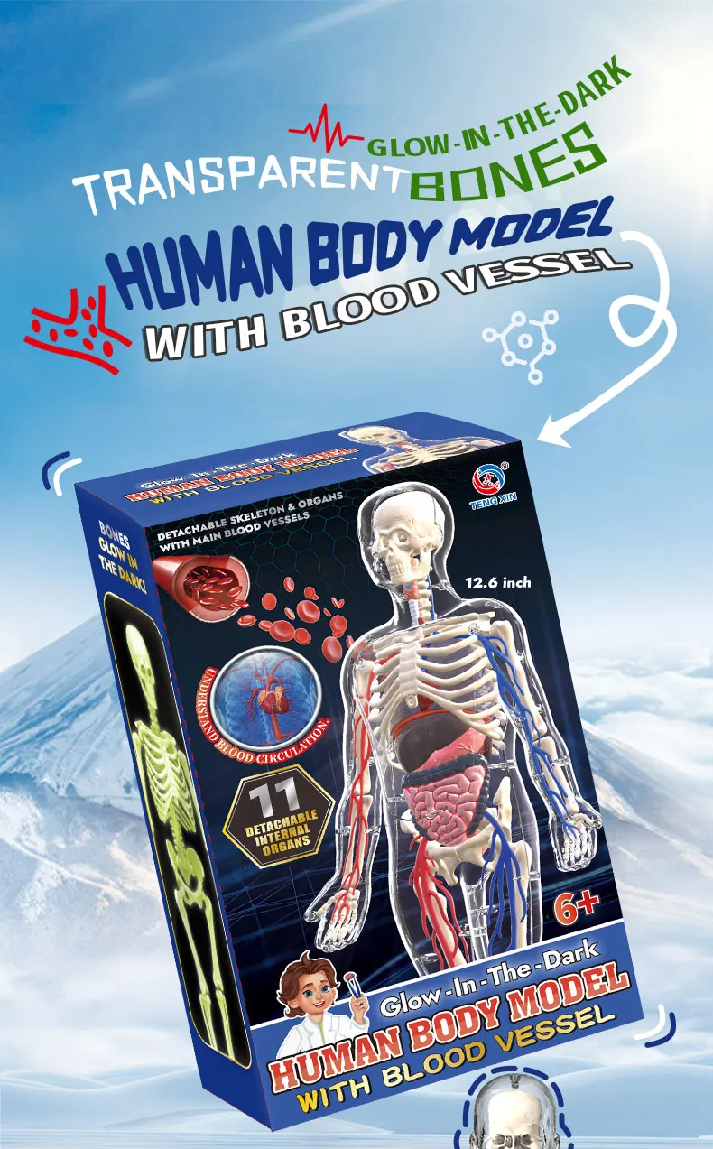 Glow in the Dark Human Body Science Kit - Circulatory System