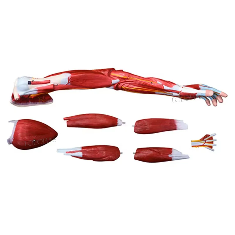 LHN041U Detachable Arm Anatomy Model for School Medical Teaching Arm ...