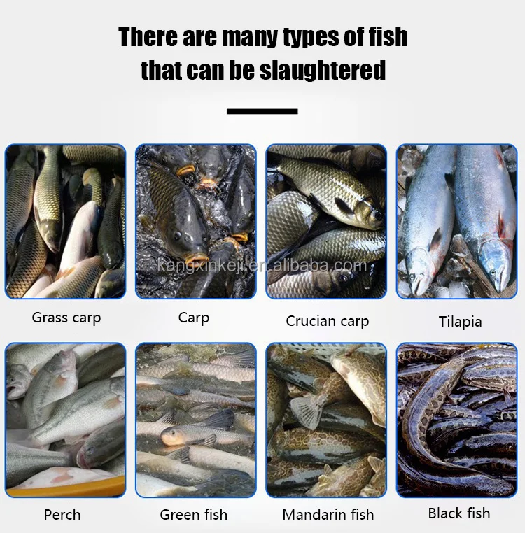 Best Quality Fillet Processing Viscera Removing Fish Scaling Machine ...