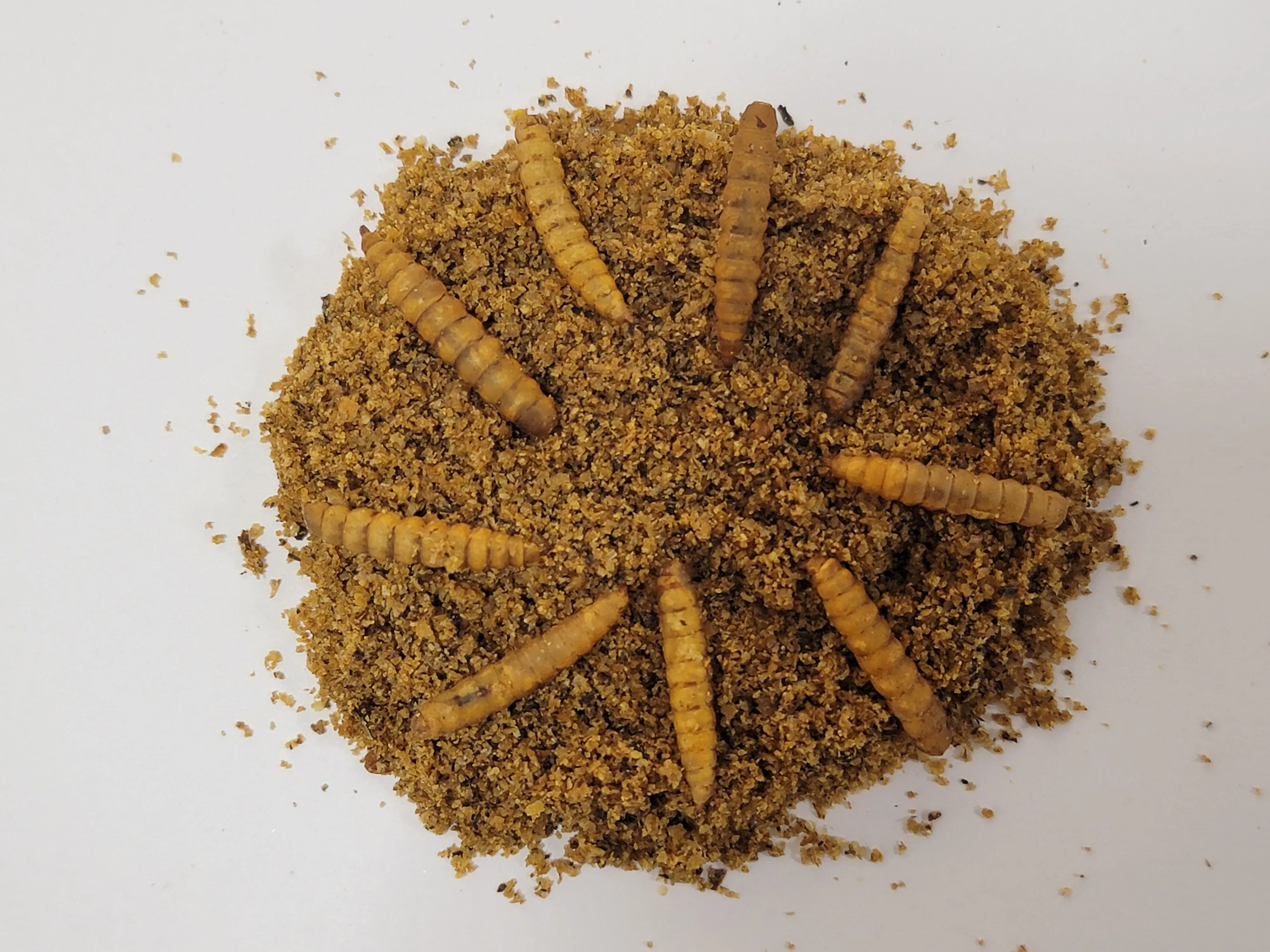 Dried Black Soldier Fly Larvae Powder - Buy Dried Black Soldier Fly ...