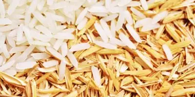 Beston Group Biochar Production Equipment - Rice Husk Charcoal Making ...