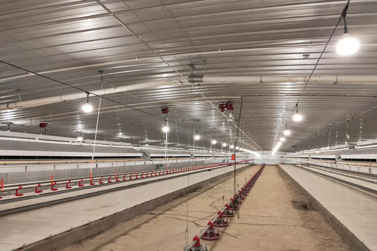 Chicken Eggs Laying Nesting Automatic Collect Lay Hen Nest Box Roller ...