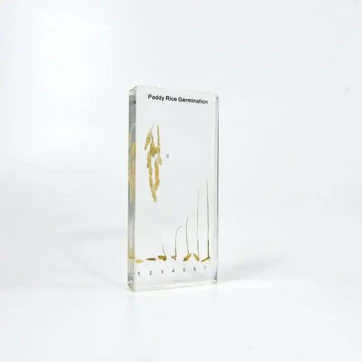 Paddy Rice Germination Specimen Plant Paperweight Taxidermy Collection ...
