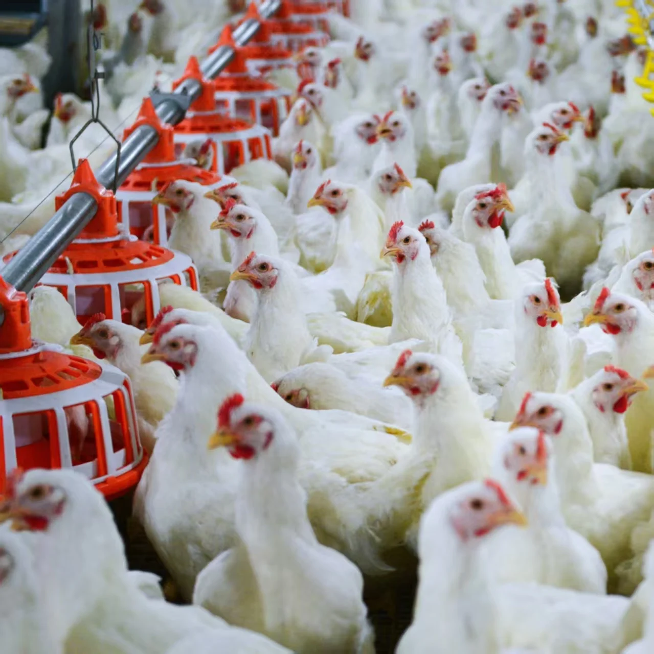 Basen 5% Premix Multivitamins for Poultry Dried Powder Growth Promoter ...