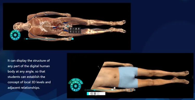 Human Virtual Anatomy Table - 3D Dissection for Medical Science