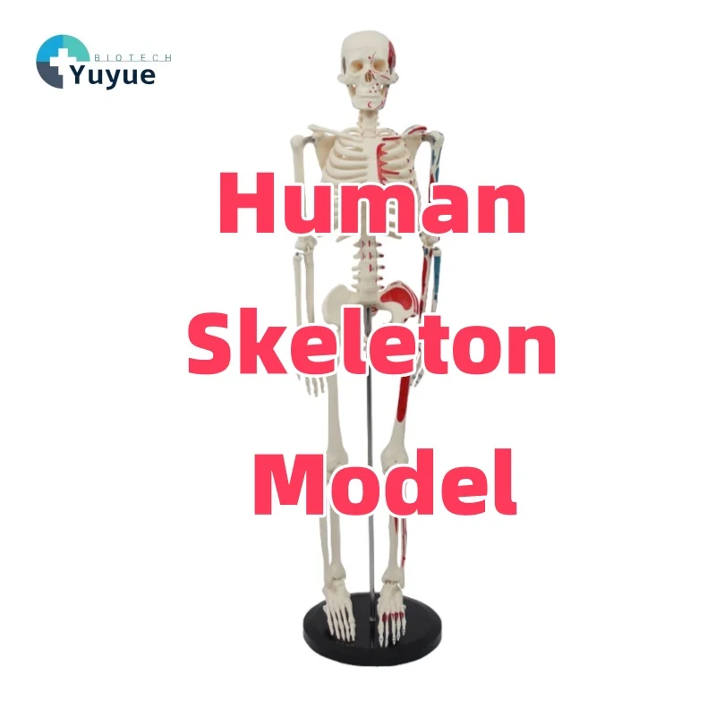 Advanced PVC Nursing Model for Gluteal Intramuscular Injection Training ...