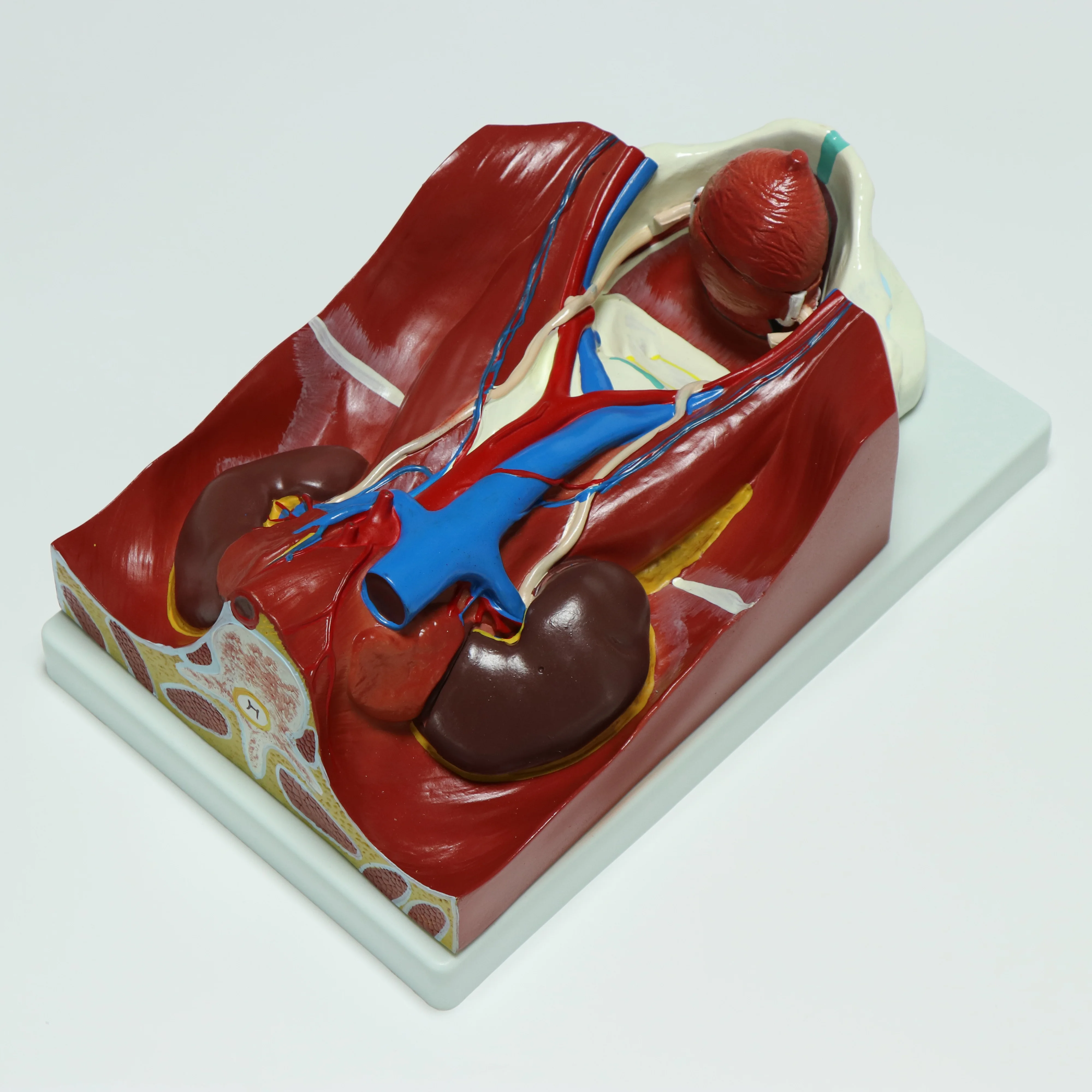 Detachable Human Urinary System Medical Anatomical Model Genital System ...