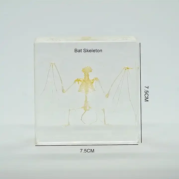 Bat Skeleton Specimen - Embedded in Clear Lucite Block