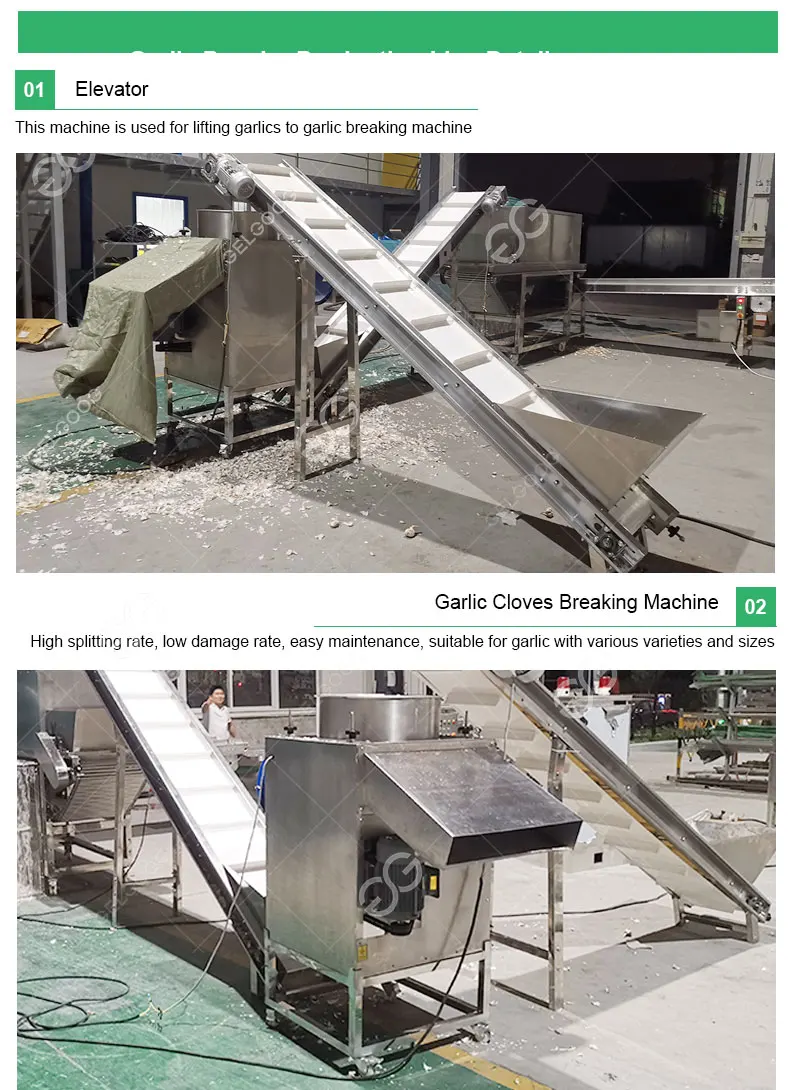 Gelgoog Garlic Splitting Machine Peeled Garlic Peeling Machine With ...
