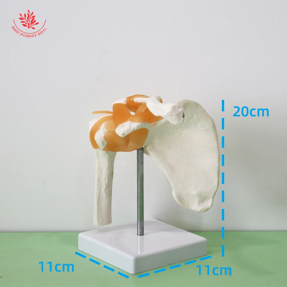 Human Joint Model PVC Medical Education Life-size Six Pieces Set ...