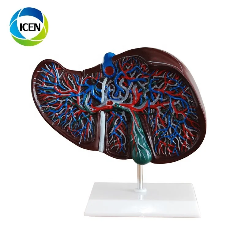 IN-302 3D human organ simulation model color medical science subject ...
