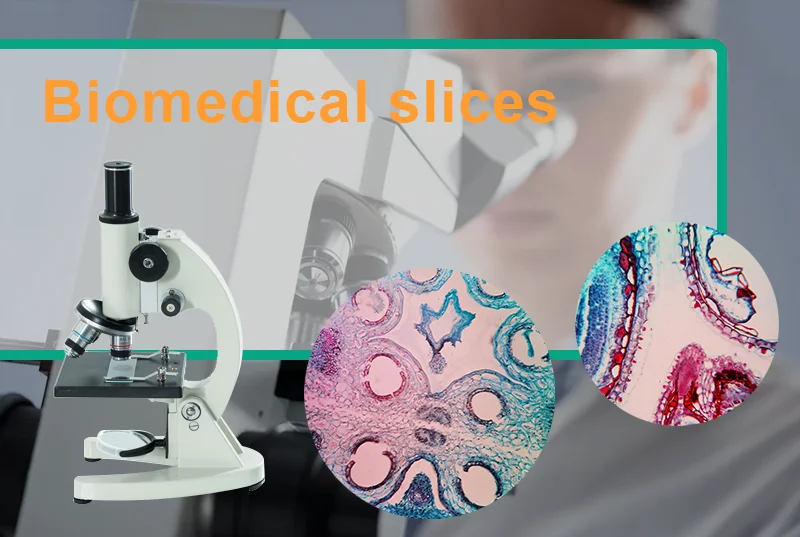 Microscope Prepared Slides - 100 Plants & Animal Tissues
