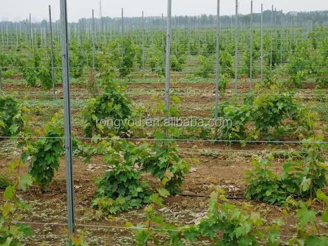 Galvanized Metal Grape Stake Fence Post Vineyard Poles For Vineyard ...