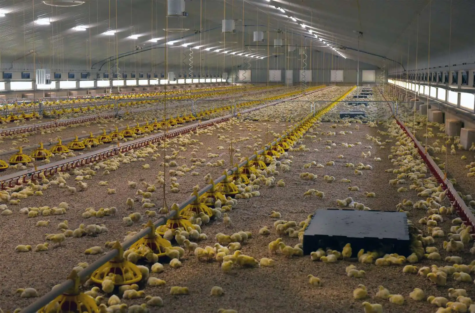 Layer Cages Egg Chicken Poultry House for 10000 Chickens , Poultry Farm ...