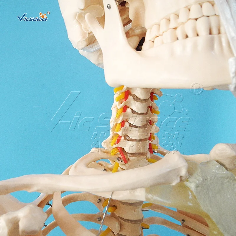Life-size 180CM Tall Anatomical Skeleton Model for Medical Science