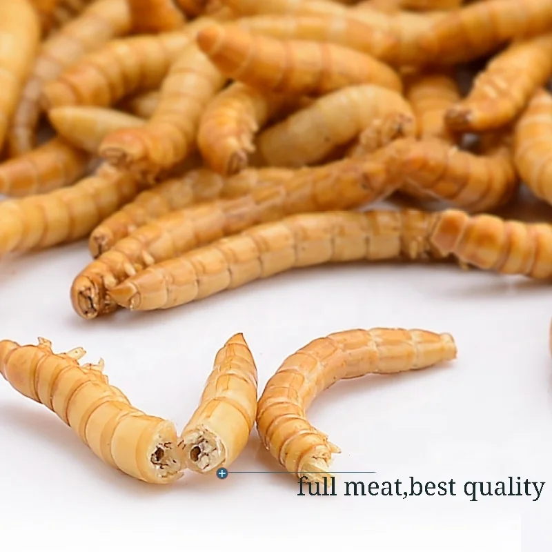20kg In Bulk Bread Worm Yellow Mealworm Bird Turtle Hamster Food Snack ...