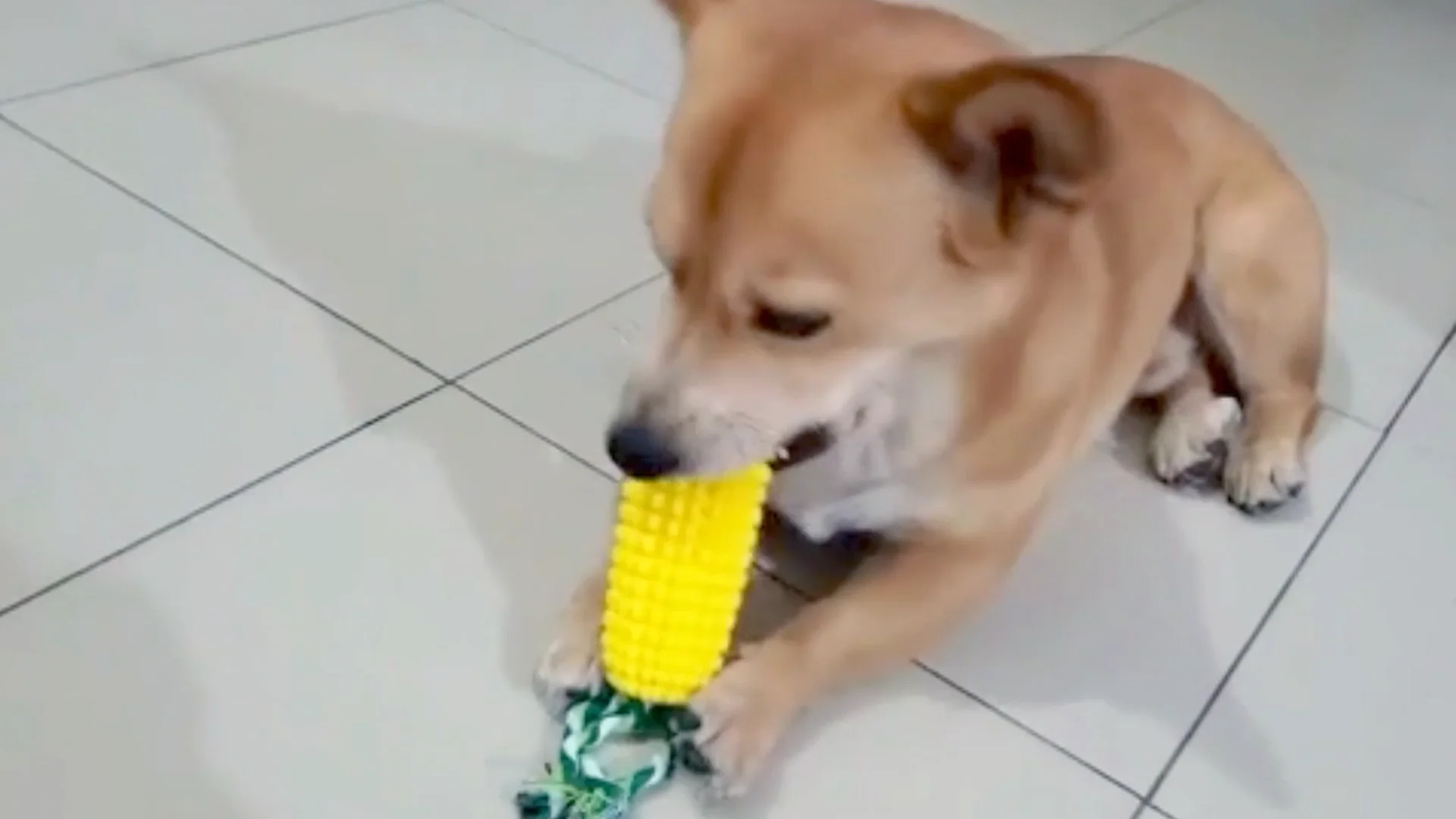 Mewoofun Corn Shape High Quality Funny Dog Toothbrush Chew Toy Durable ...