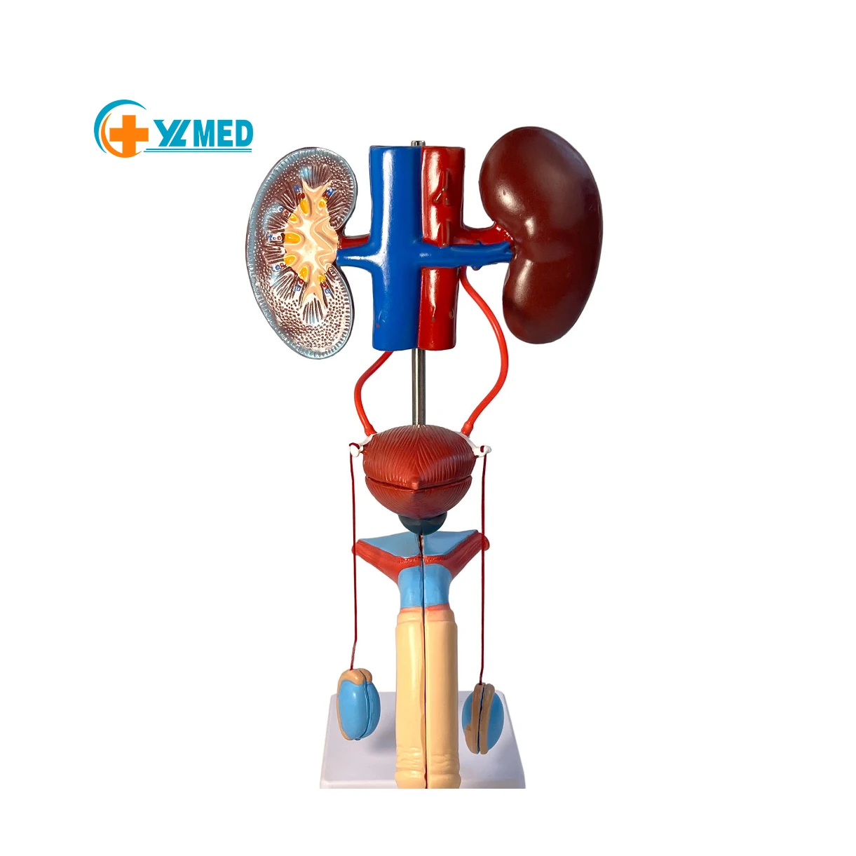 Anatomical Model of Human Male Urinary System - YL2-30055