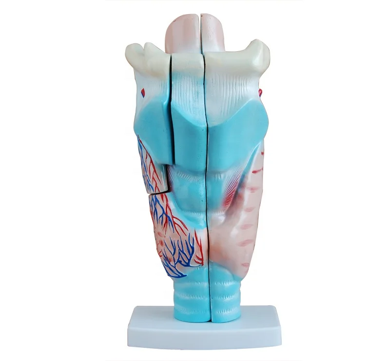Human Throat Model - Detailed Larynx Anatomy for Education