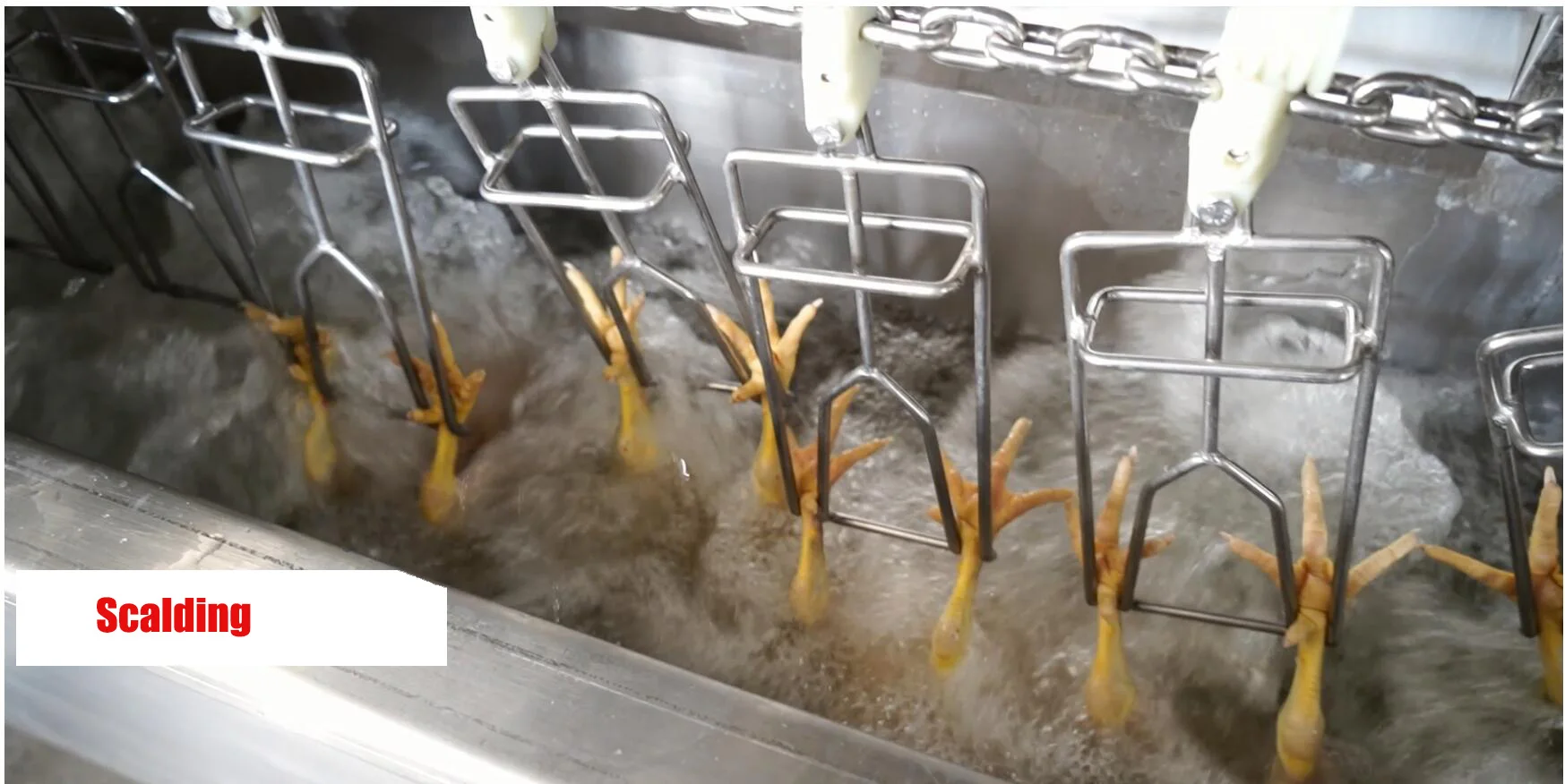 Xinbaiyun Chicken Plucker - High Efficiency Poultry Slaughtering Equipment