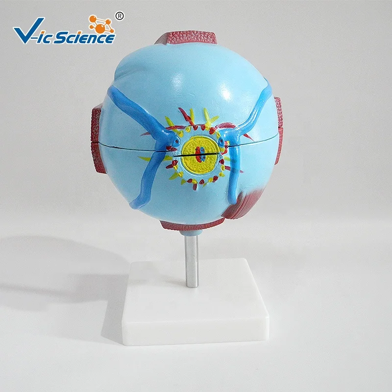 Giant Eye Model Anatomy Anatomical Models Eyes Eye Orbital Anatomical ...