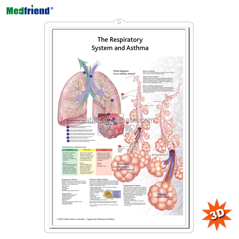 3D Medical Human Anatomical Wall Chart - Respiratory System