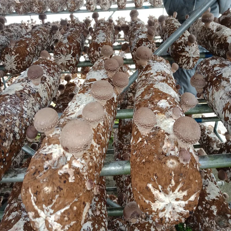 40ft 40hc Oyster Mushroom Shipping Container Greenhouse Price - Buy ...