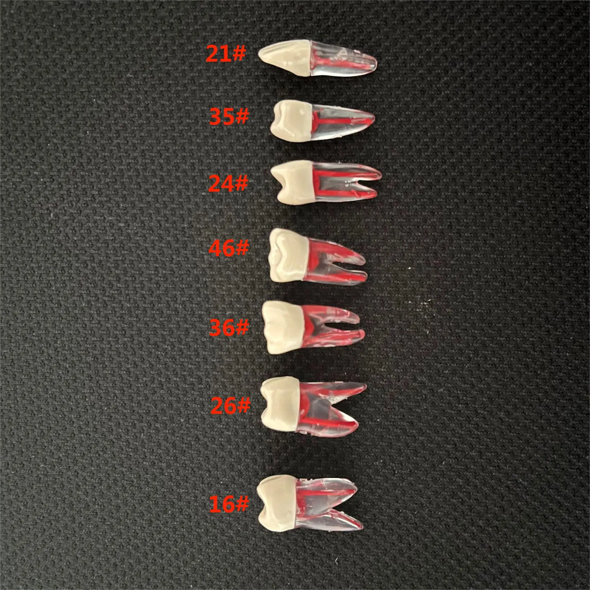 Dental Endodontics Endo Tooth Teeth Root Canal Models For Rct Training ...