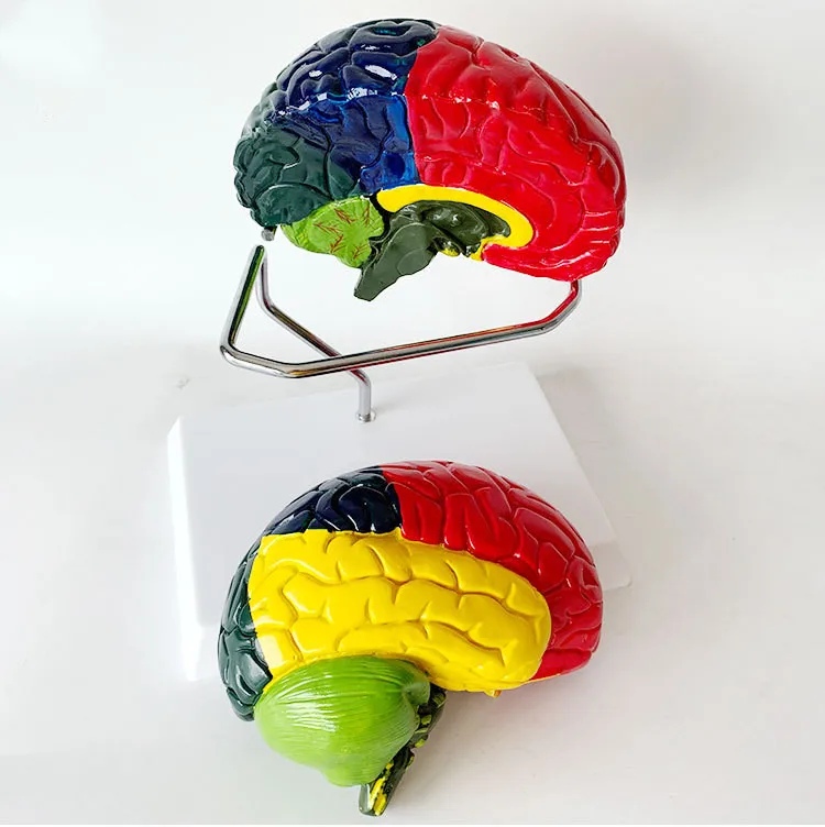 Medical Science Human Brain Model Color Division Function ...