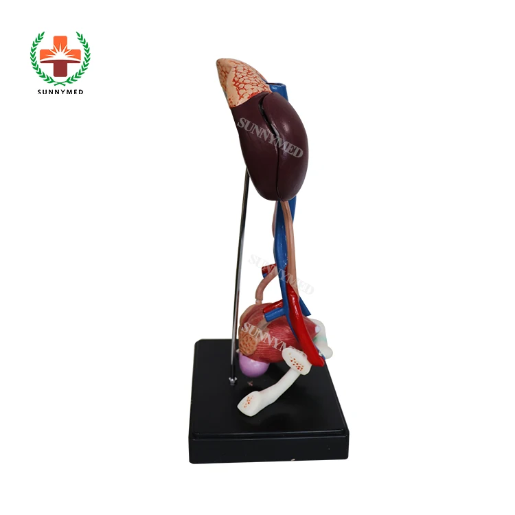 Sy N042 Genitourinary System Anatomy Model Urogenital System Anatomical