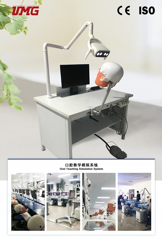 Dental Manikin Phantom Head For University Study - Buy Phantom Head For ...