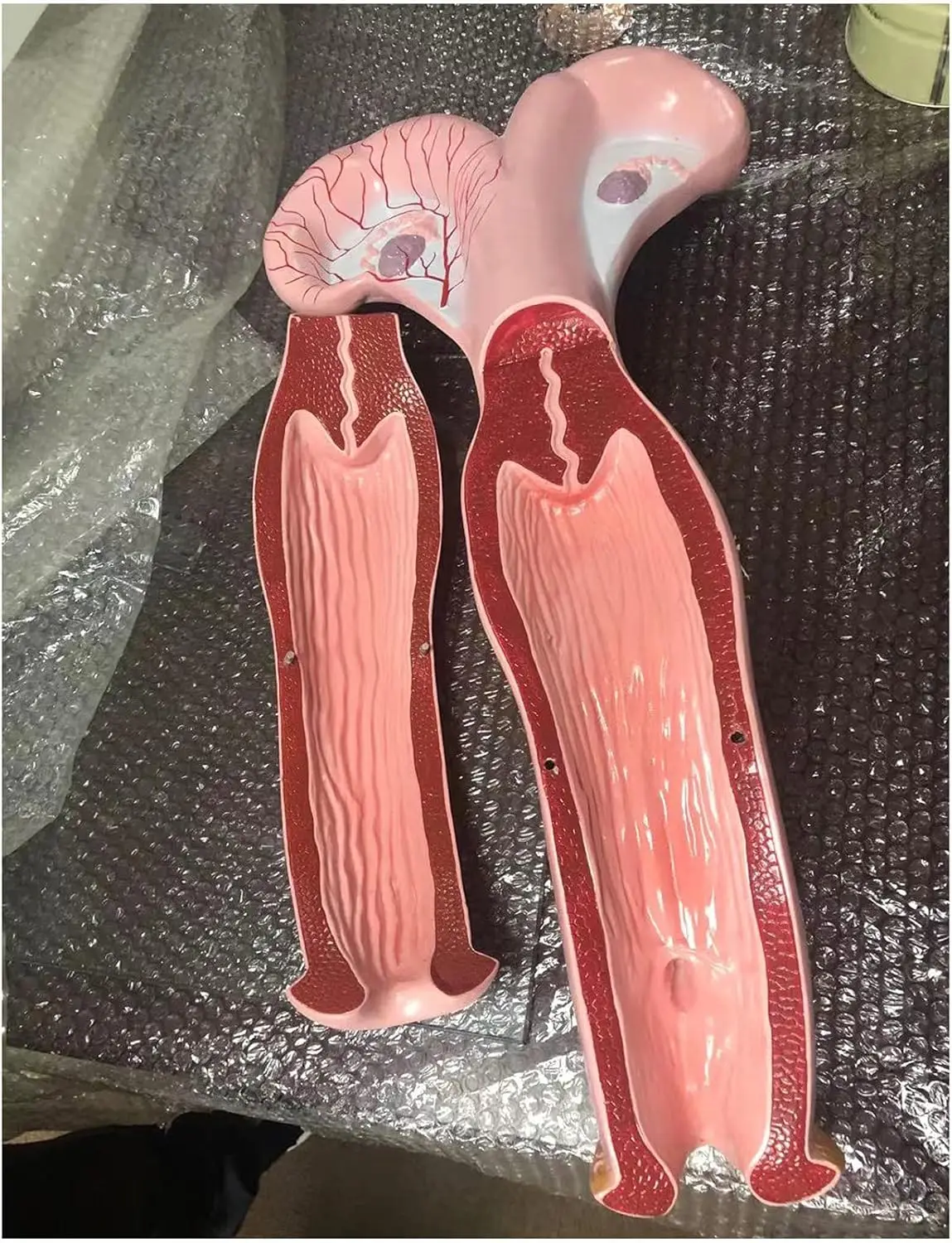 KyrenMed Cow Uterus Anatomical Model Bovine Uterus Model Animal ...