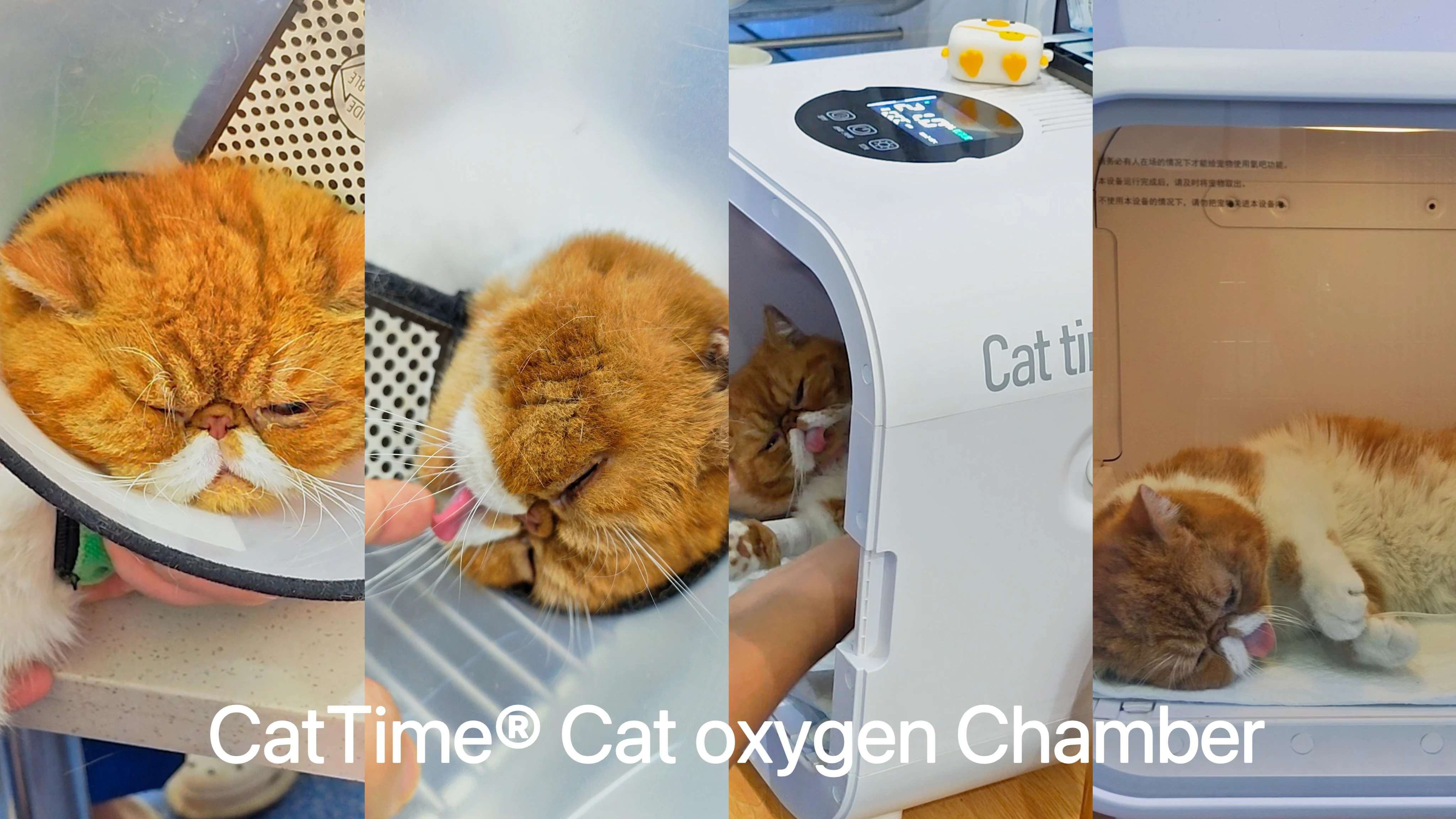Save Animal Lives with Our Factory Oxygen Therapy Incubator