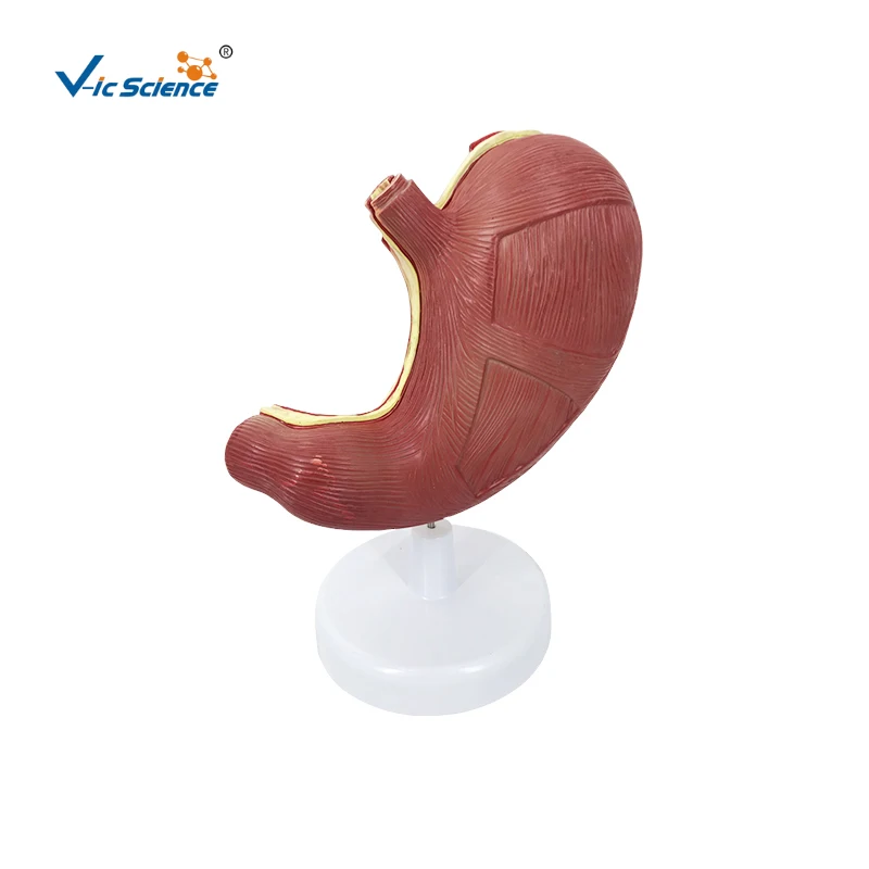 medical human teaching model stomach 2 X life size 2 Parts anatomical ...