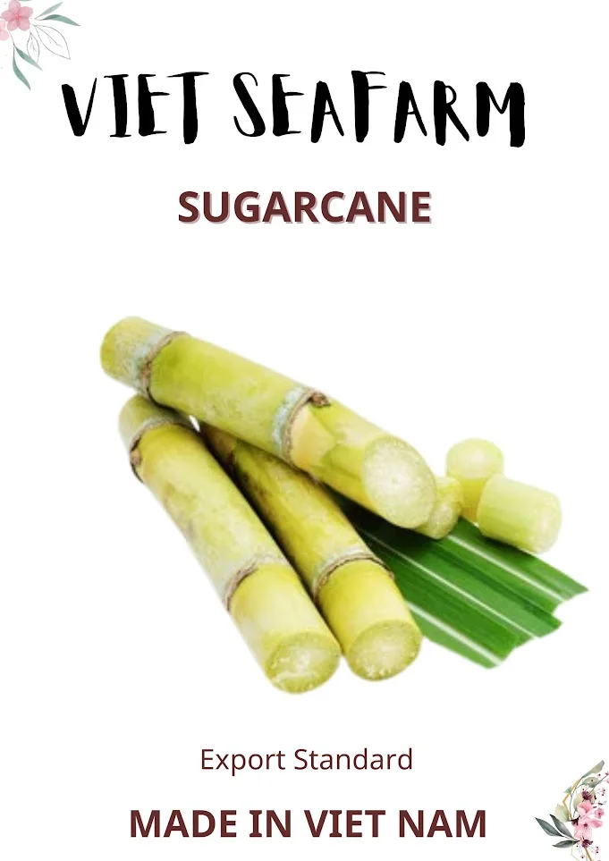 HOT 2024 FROZEN SUGAR CANE - Original Export from Vietnam