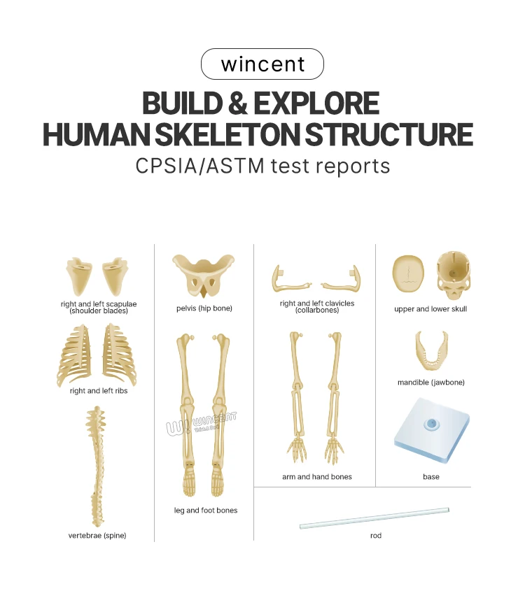 Educational Toy - Assemble Human Body Structure Skeleton