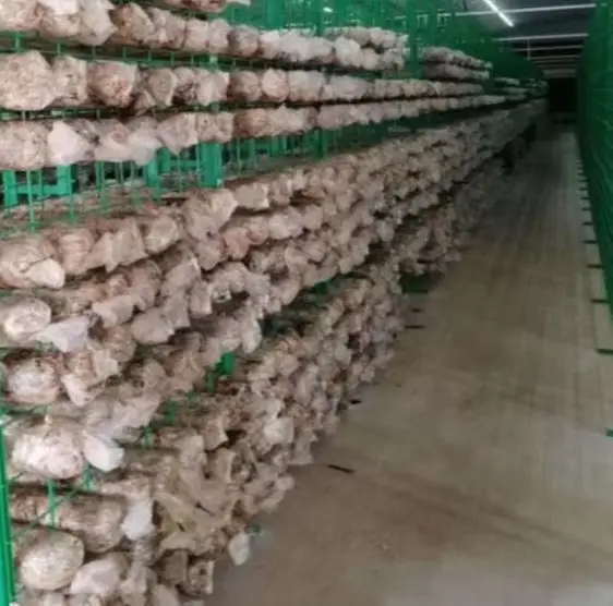 40ft Smart Farm Container Vertical Farming Hydroponic Systems Button ...