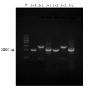 2*pfu Pcr Mix Premix Dna Nucleic Acid Amplification High Fidelity High ...