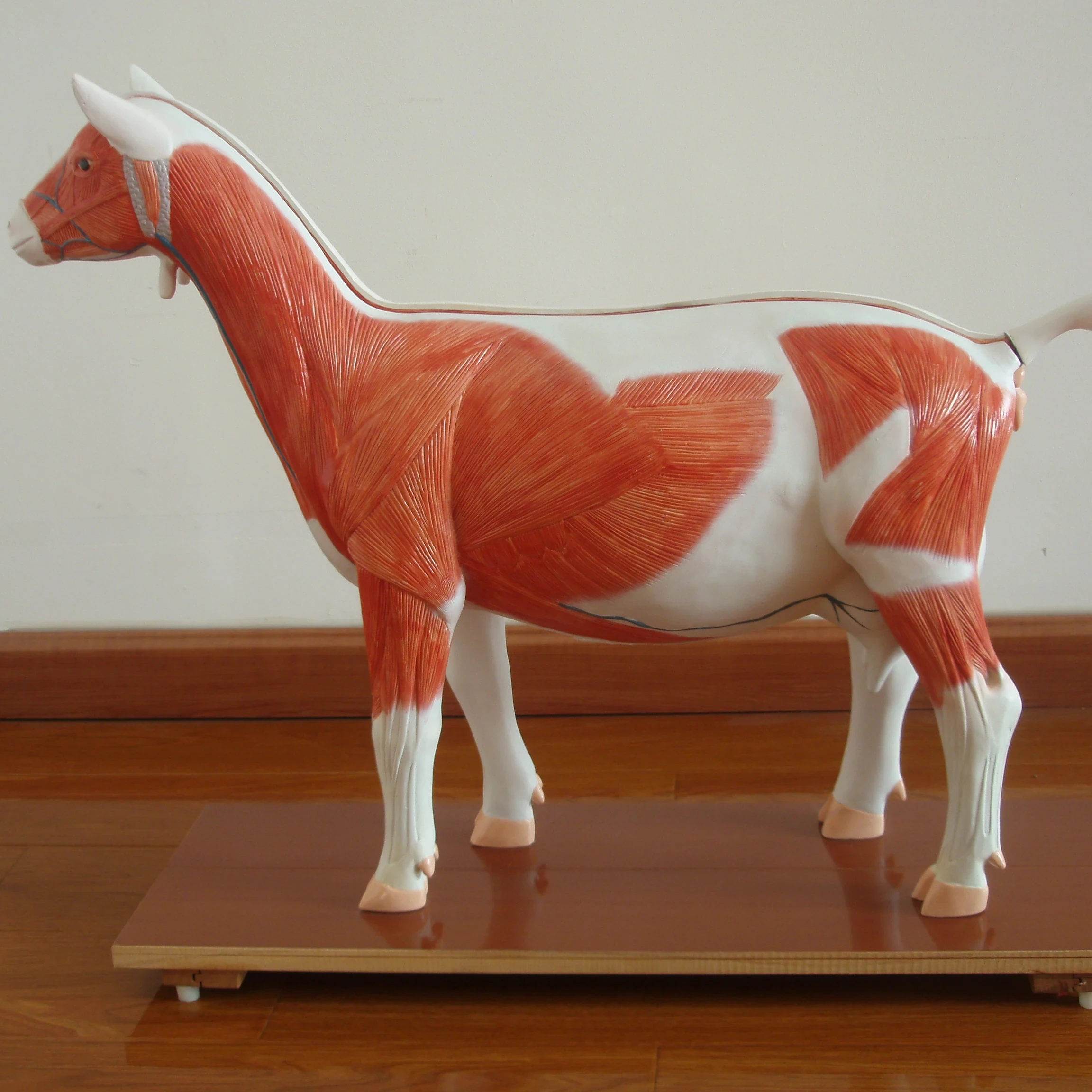 goat anatomical model anatomy models of animals| Alibaba.com